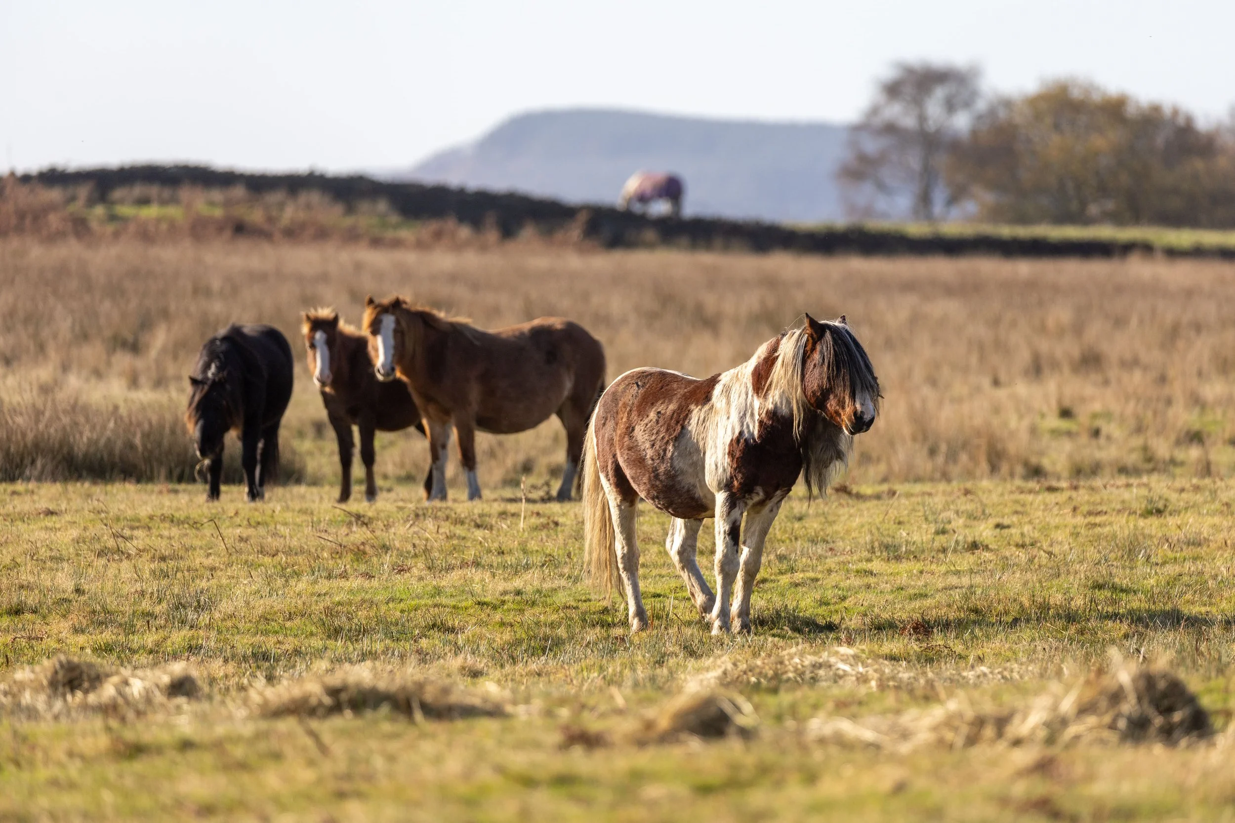 Take a look at what happened to these ponies removed from South Wales ...