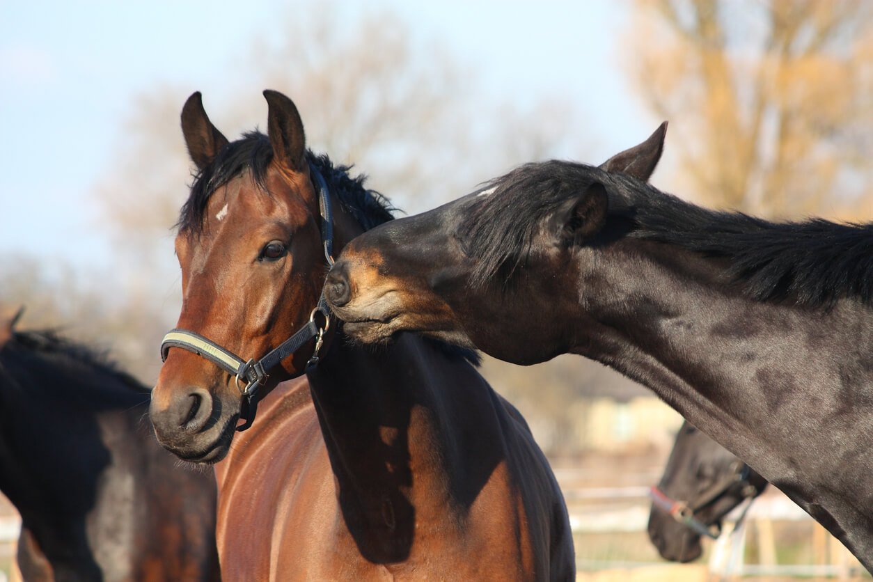 The many facial expressions of the horse - and it’s more than you think ...