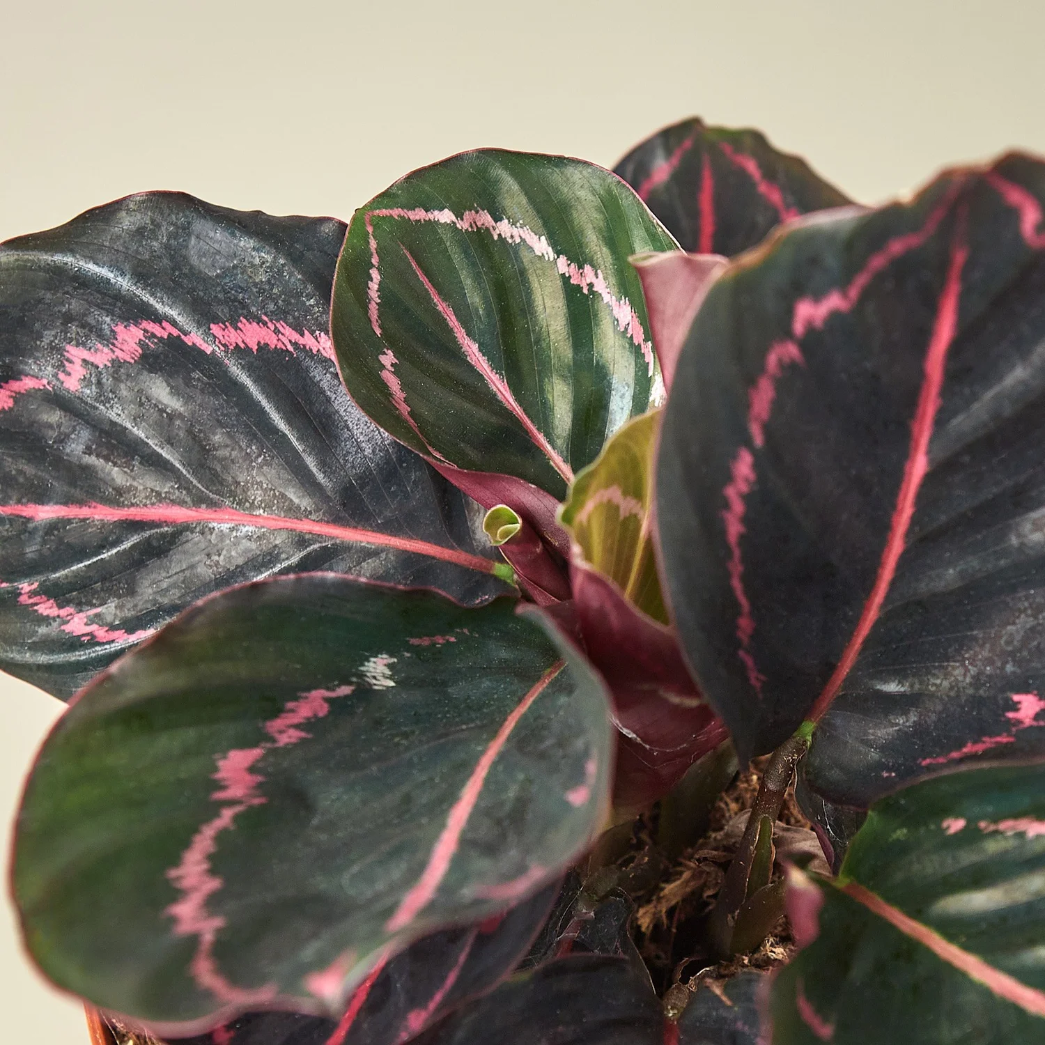 Calathea 'Compact Star' — Aloha Plant Life
