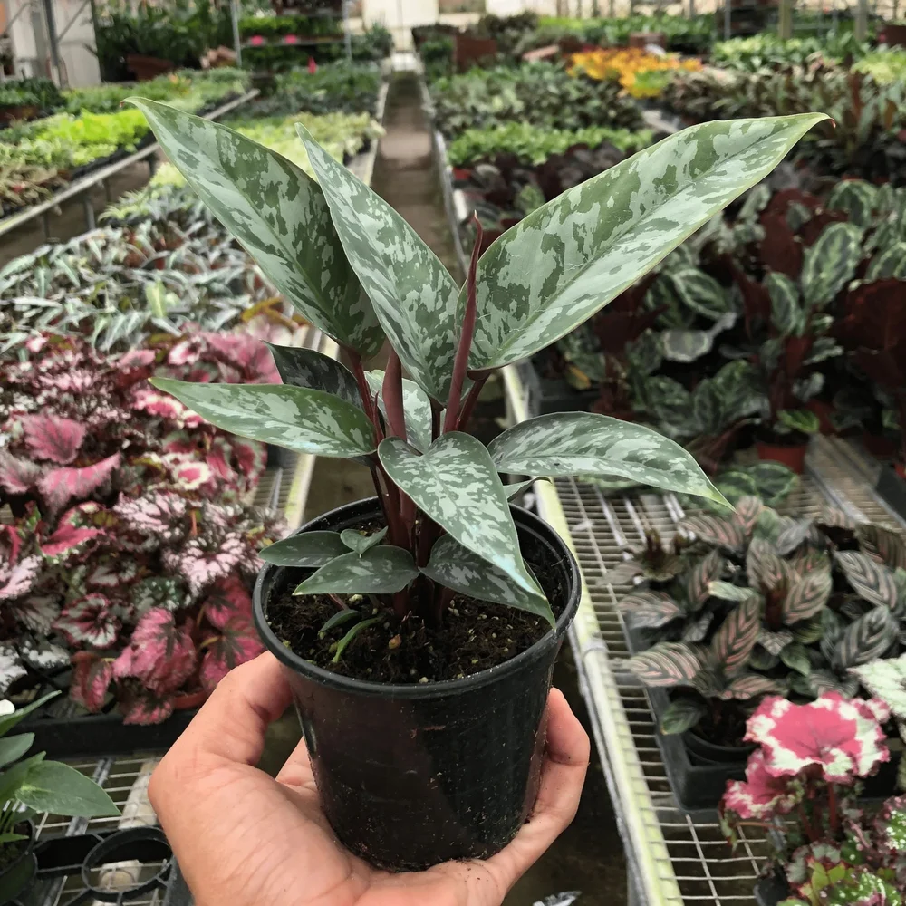 Aglaonema 'Maria' — Aloha Plant Life