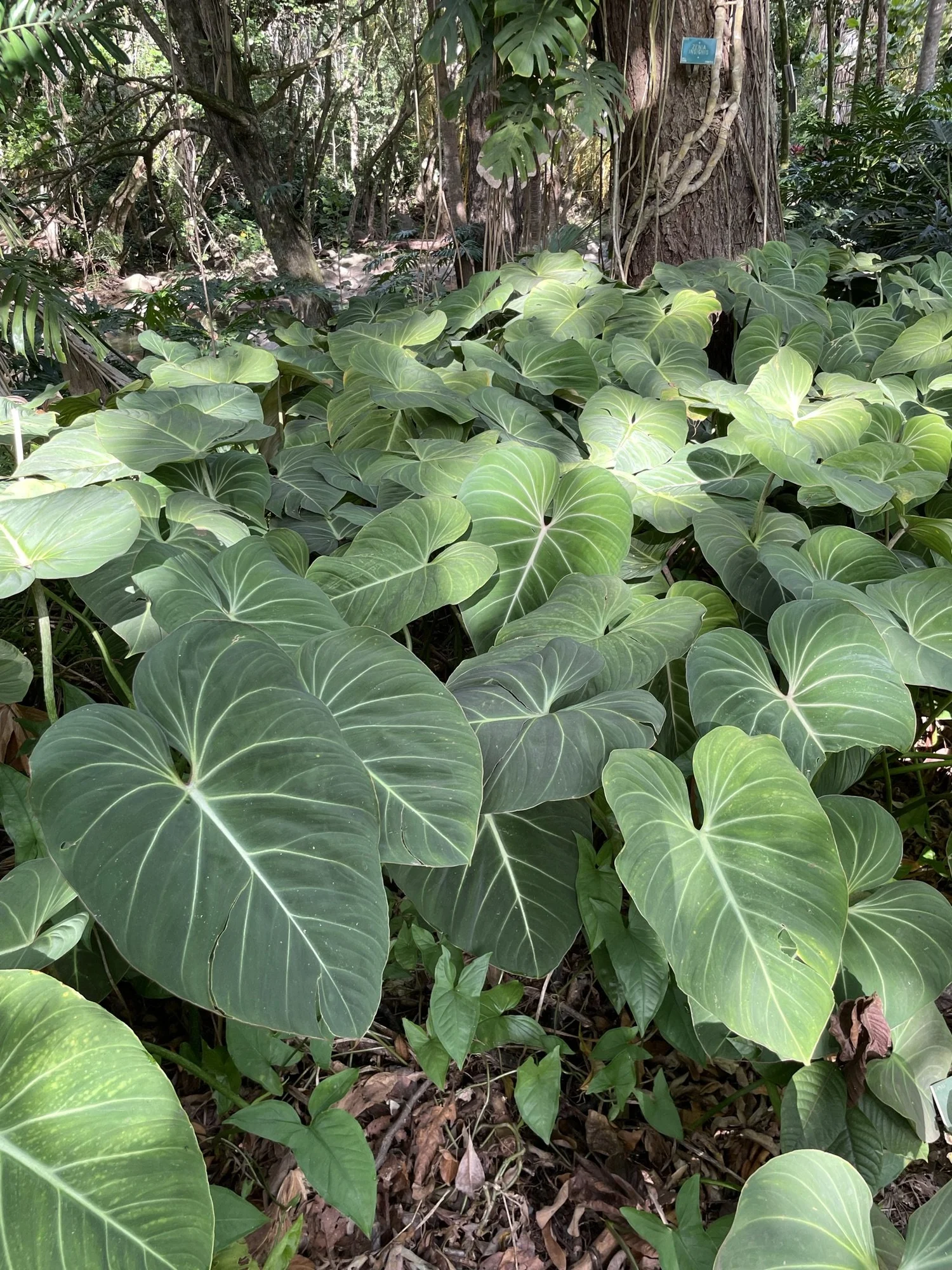 Plants — Aloha Plant Life