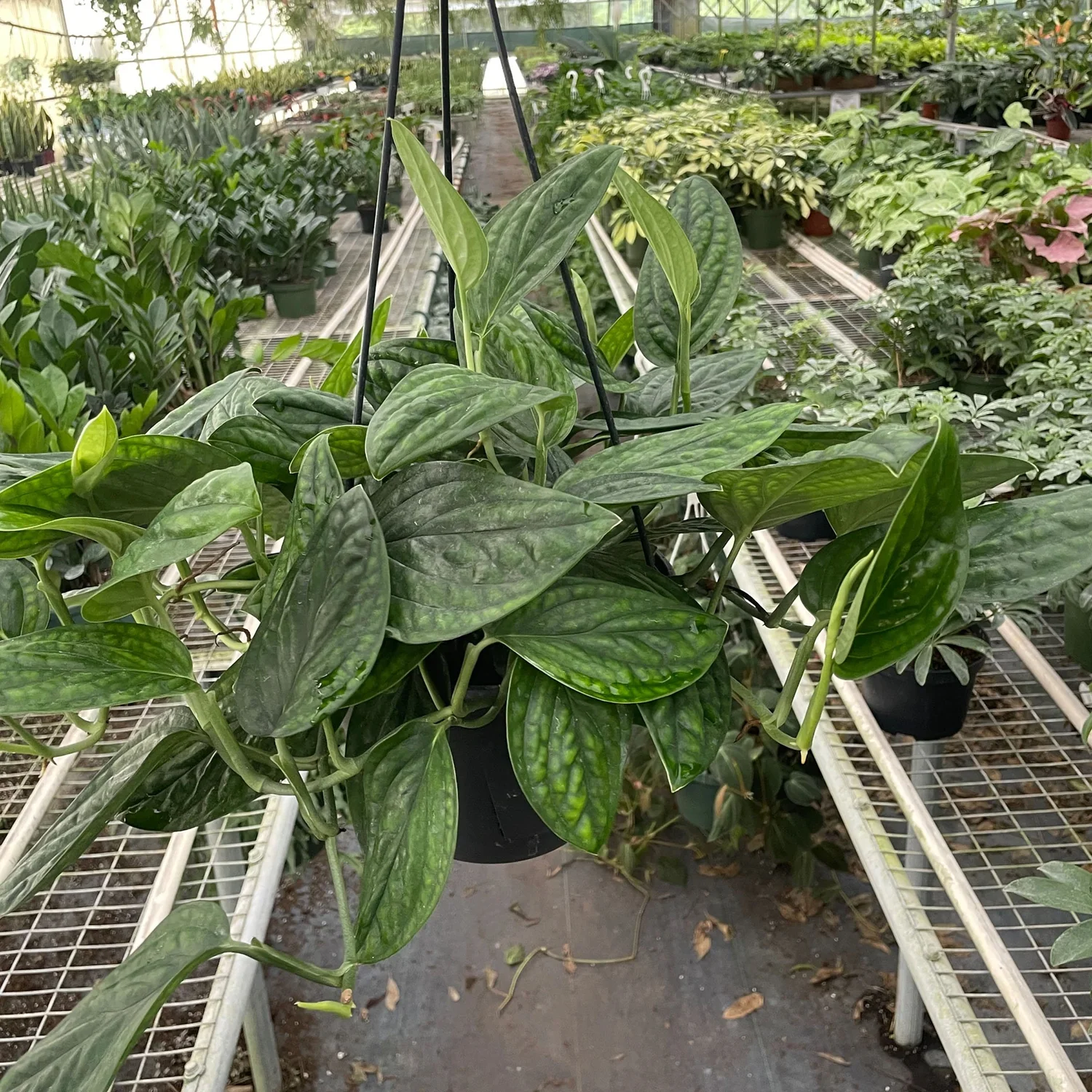 Plants — Aloha Plant Life