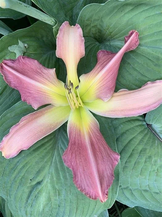 WEBSTER'S PINK WONDER — Blue Barn Daylilies