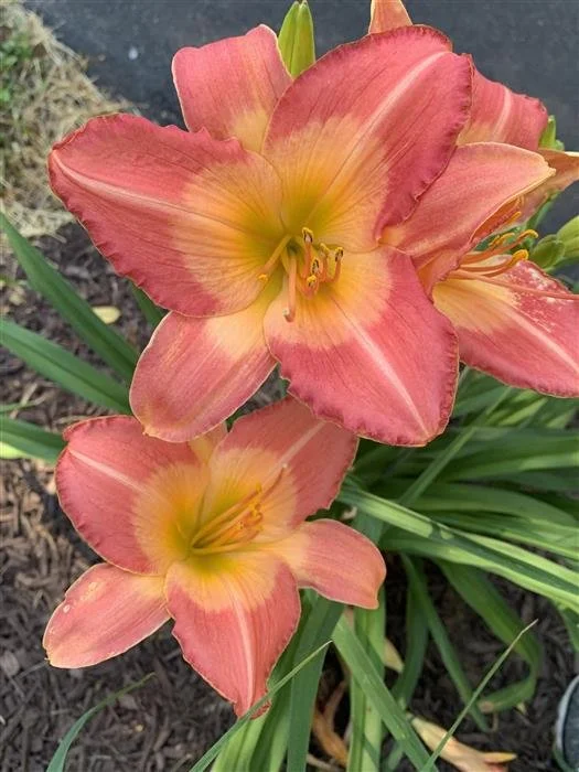 WAYSIDE PAINTED LADY — Blue Barn Daylilies
