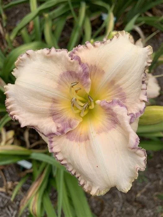 SOUL WHISPER — Blue Barn Daylilies