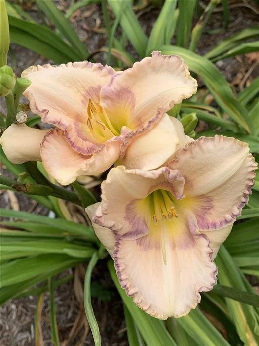 SOUL WHISPER — Blue Barn Daylilies