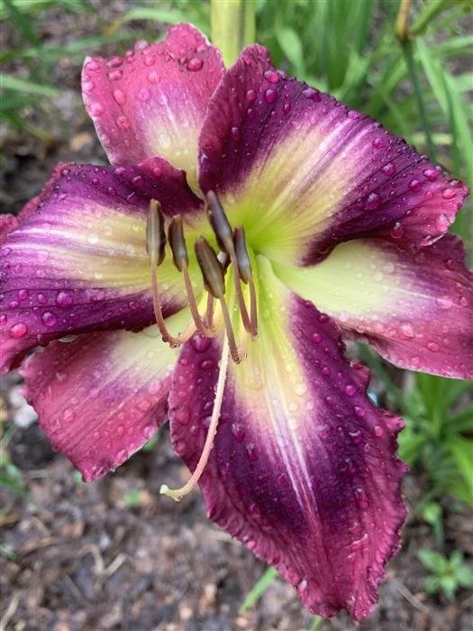 SMOKE SCREAM — Blue Barn Daylilies
