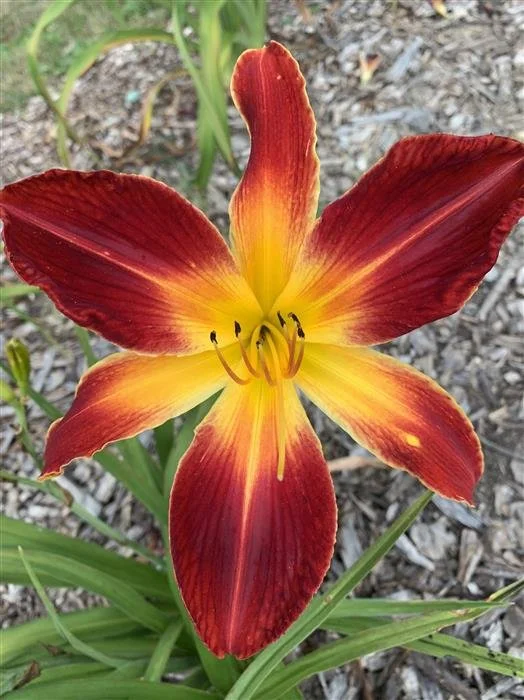 RUBY SPIDER — Blue Barn Daylilies