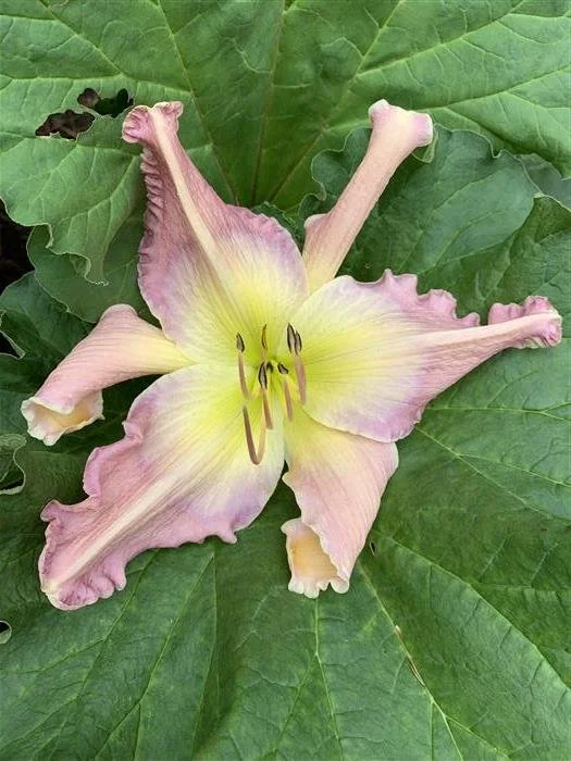 PARTY EVERY DAY — Blue Barn Daylilies
