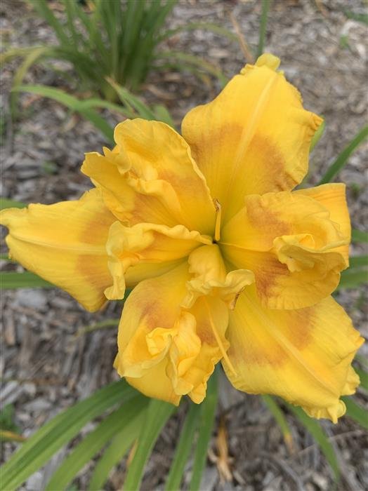 MAYOR OF CORNATZER — Blue Barn Daylilies