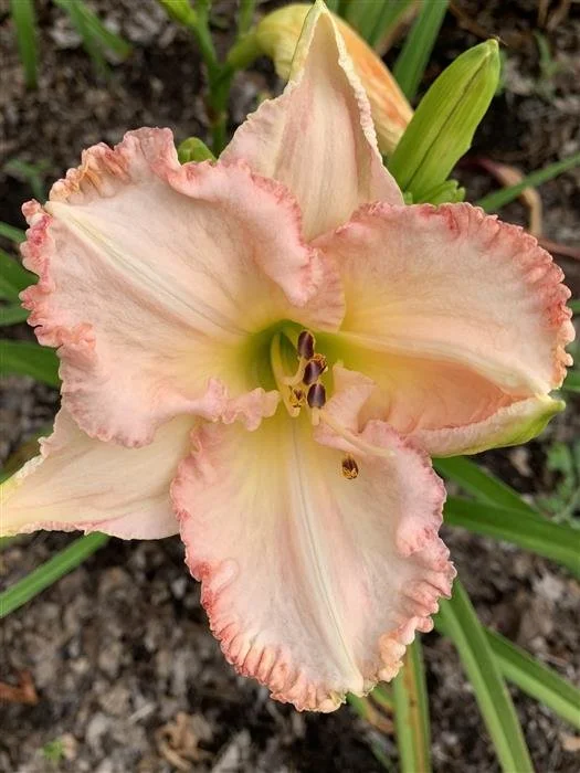 JULIANNA LYNN — Blue Barn Daylilies