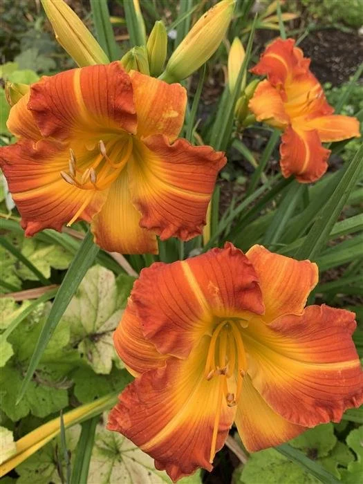 INDIAN RIPPLE — Blue Barn Daylilies