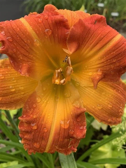 INDIAN RIPPLE — Blue Barn Daylilies