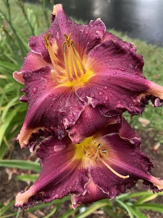 COIT TOWER — Blue Barn Daylilies