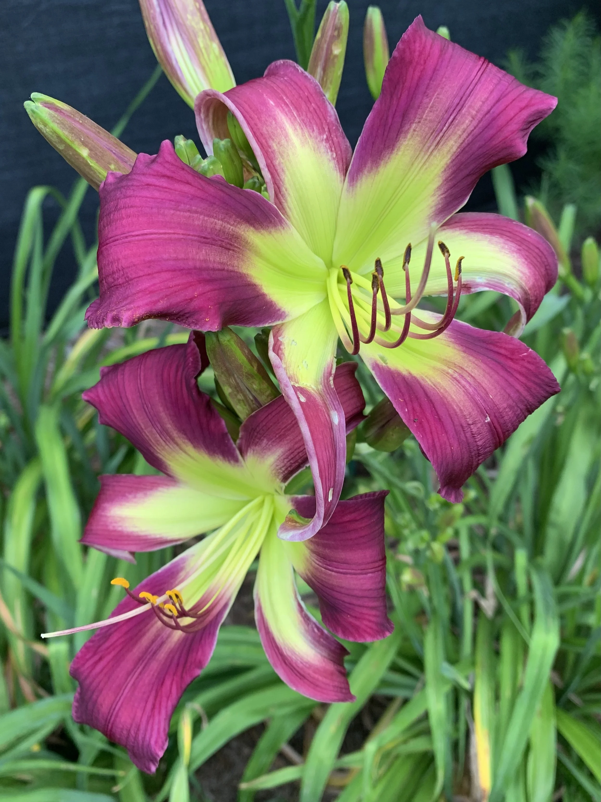 ITS LIPS ARE MOVING — Blue Barn Daylilies