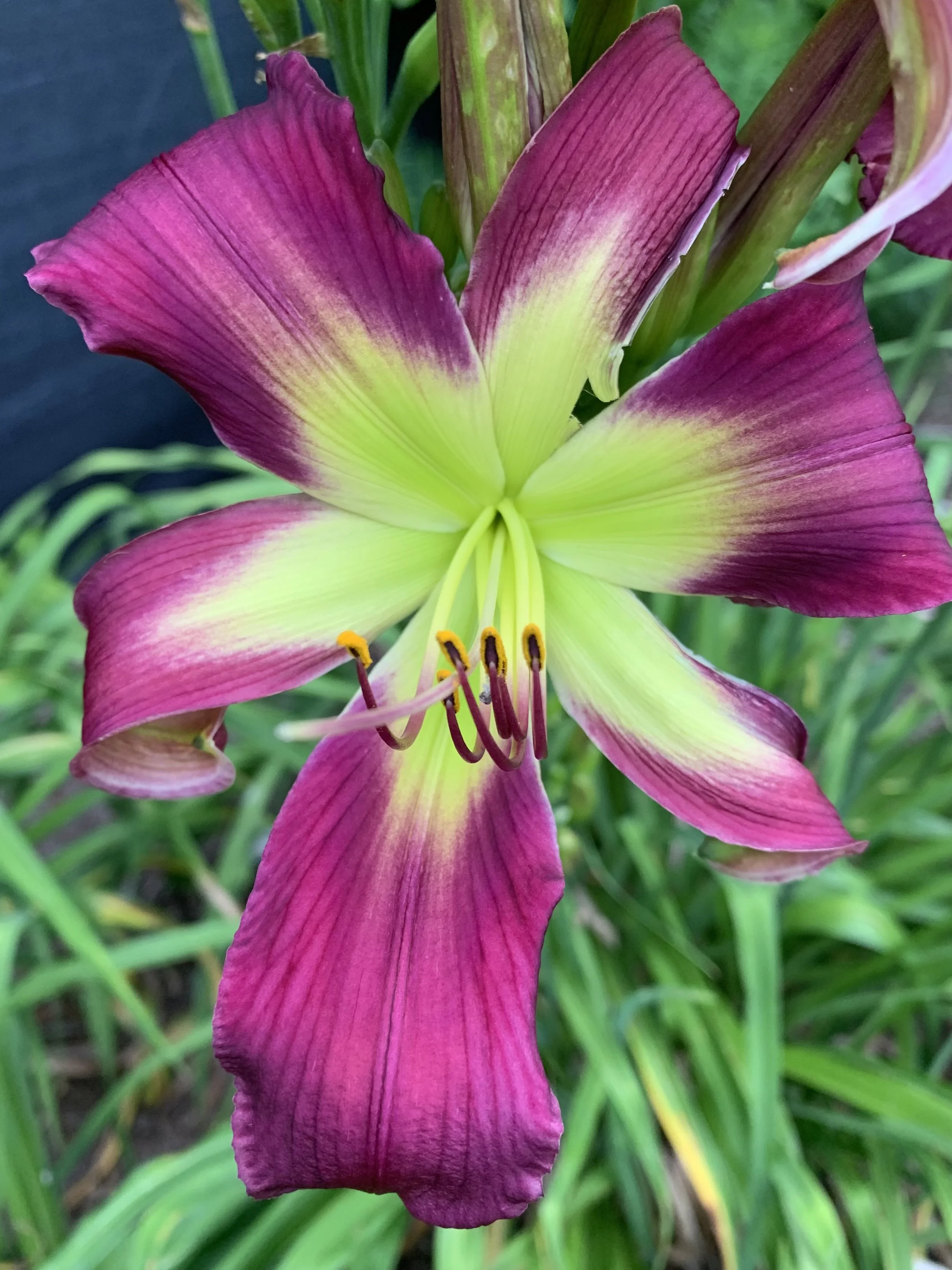 ITS LIPS ARE MOVING — Blue Barn Daylilies
