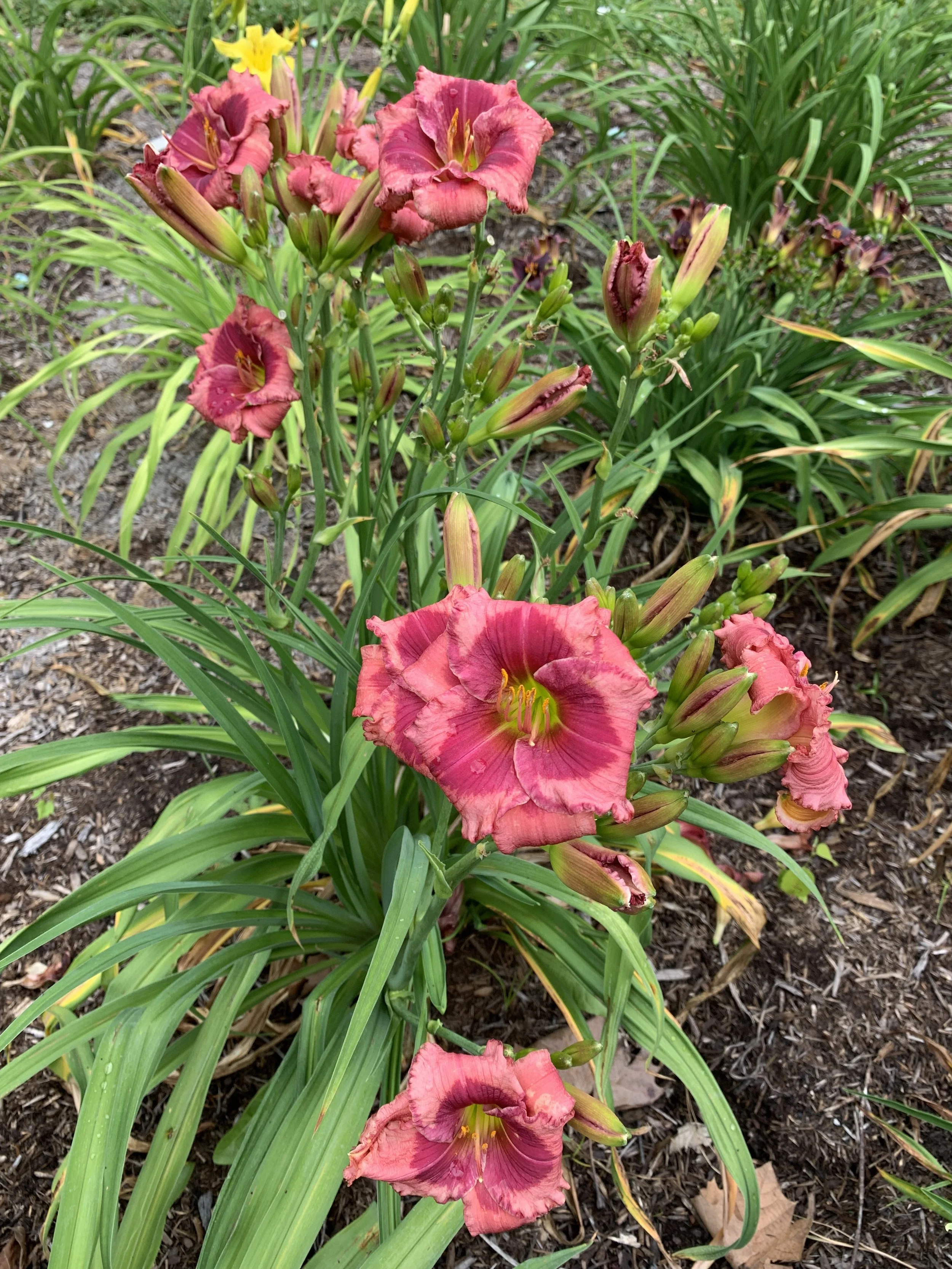ELECTRIC VALENTINE — Blue Barn Daylilies