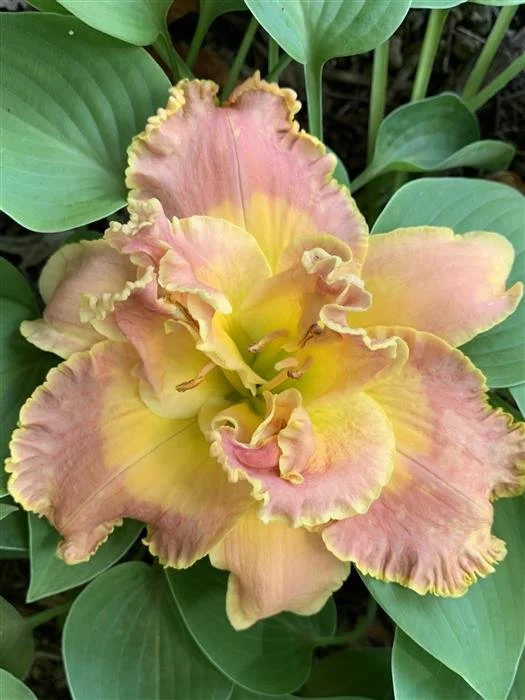 SIGNATURE TRUFFLE — Blue Barn Daylilies