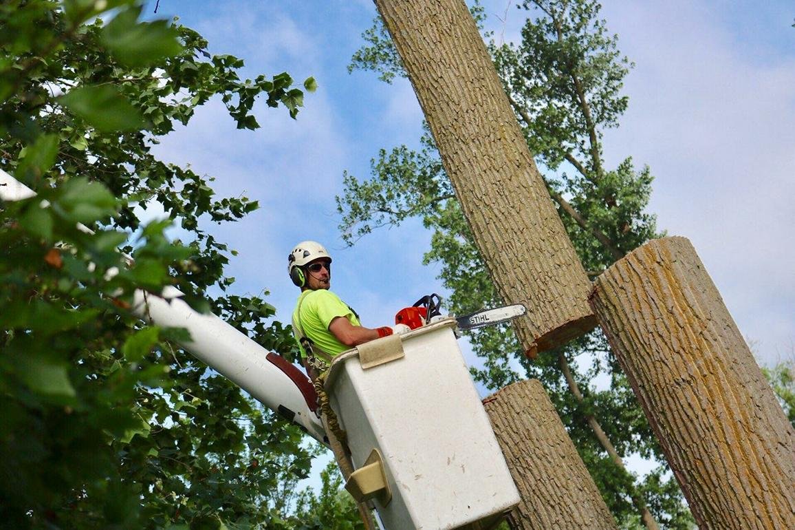 About — Schmiesing Tree Service