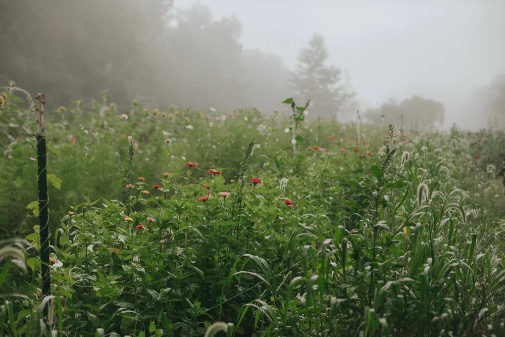 Forest Farming Program | Organic Growers School