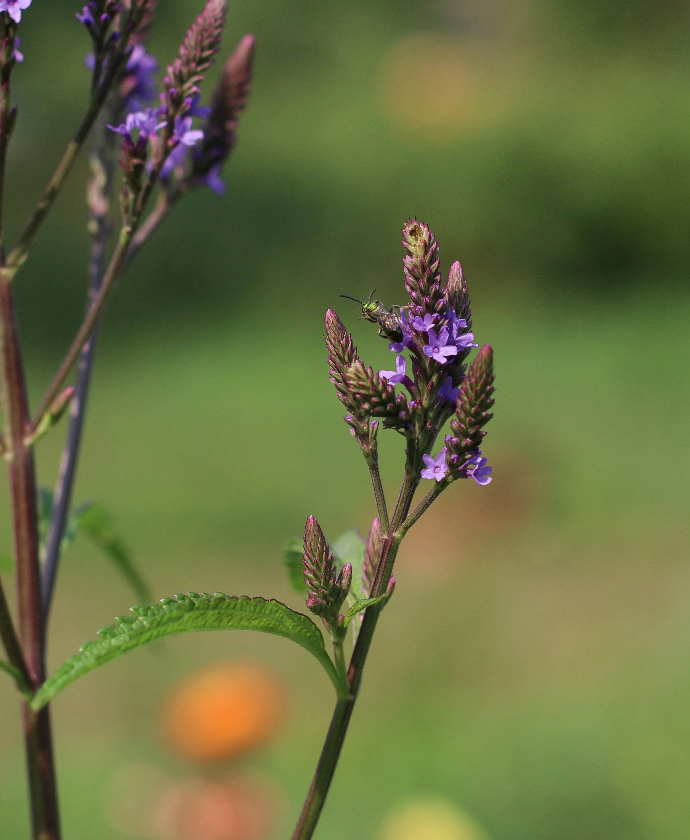 Native Pollinators Are at Risk—Here’s How You Can Help Them | Organic ...