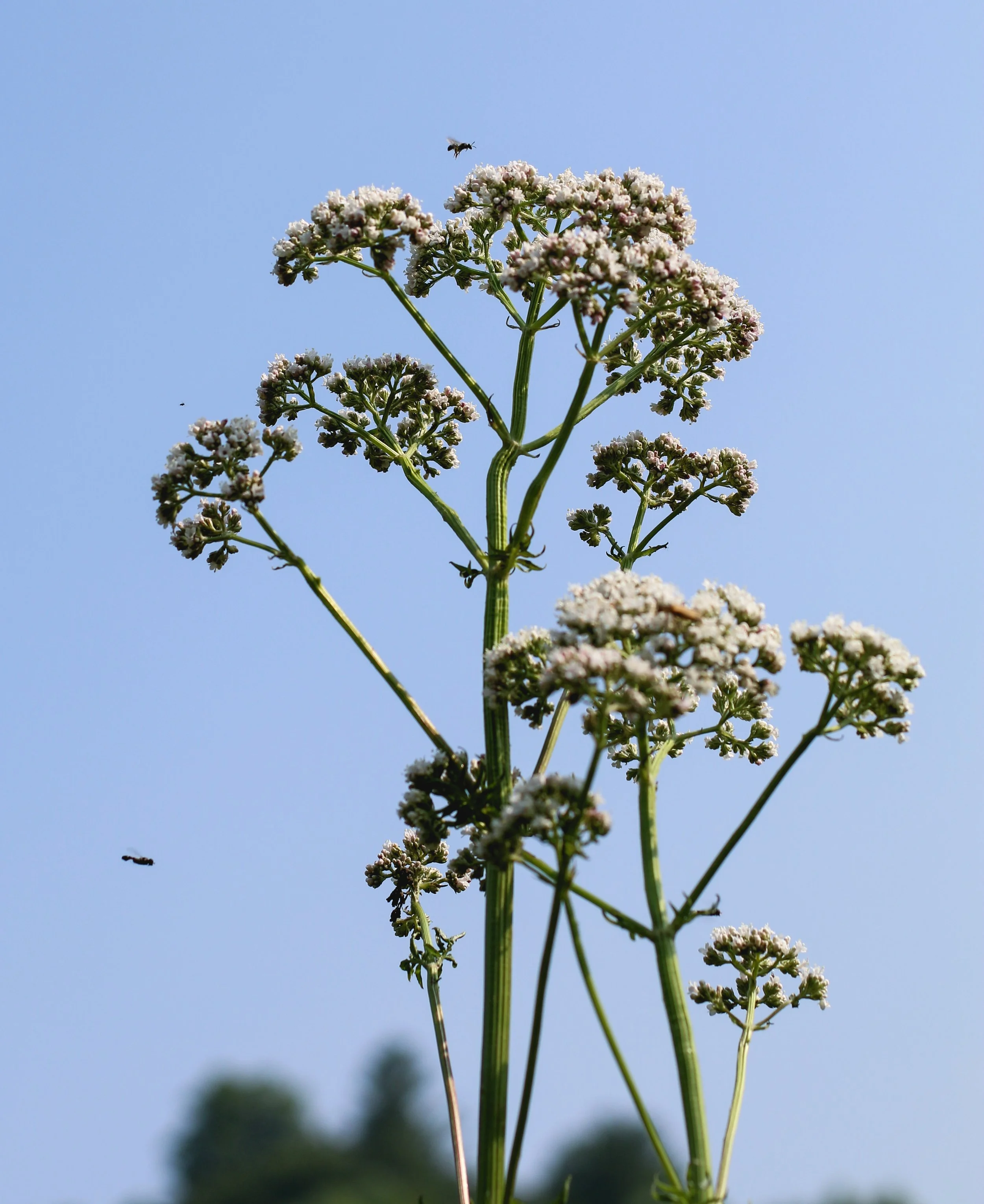 Native Pollinators Are at Risk—Here’s How You Can Help Them | Organic ...