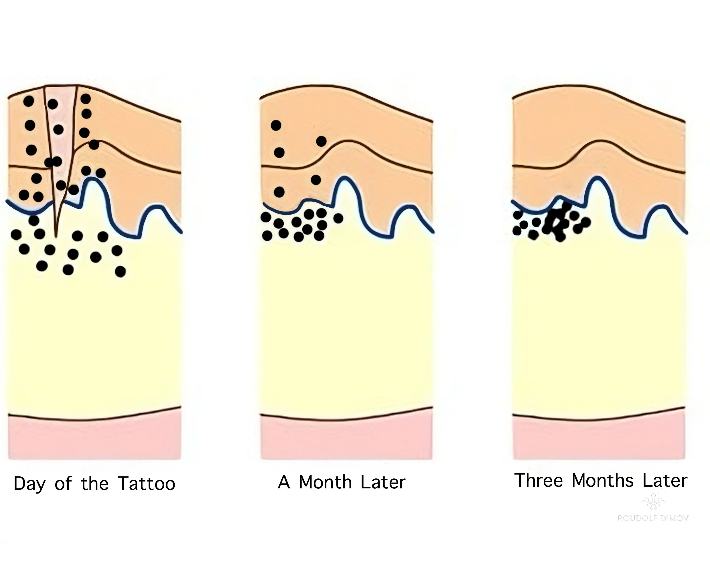 Fresh Vs Healed Tattoos What They Really Look Like Roudolf Dimov Fresh Vs Healed Tattoos What They Really Look Like Roudolf Dimov