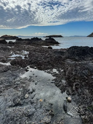How to Tide Pool in the Pacific Northwest — The Grah Life