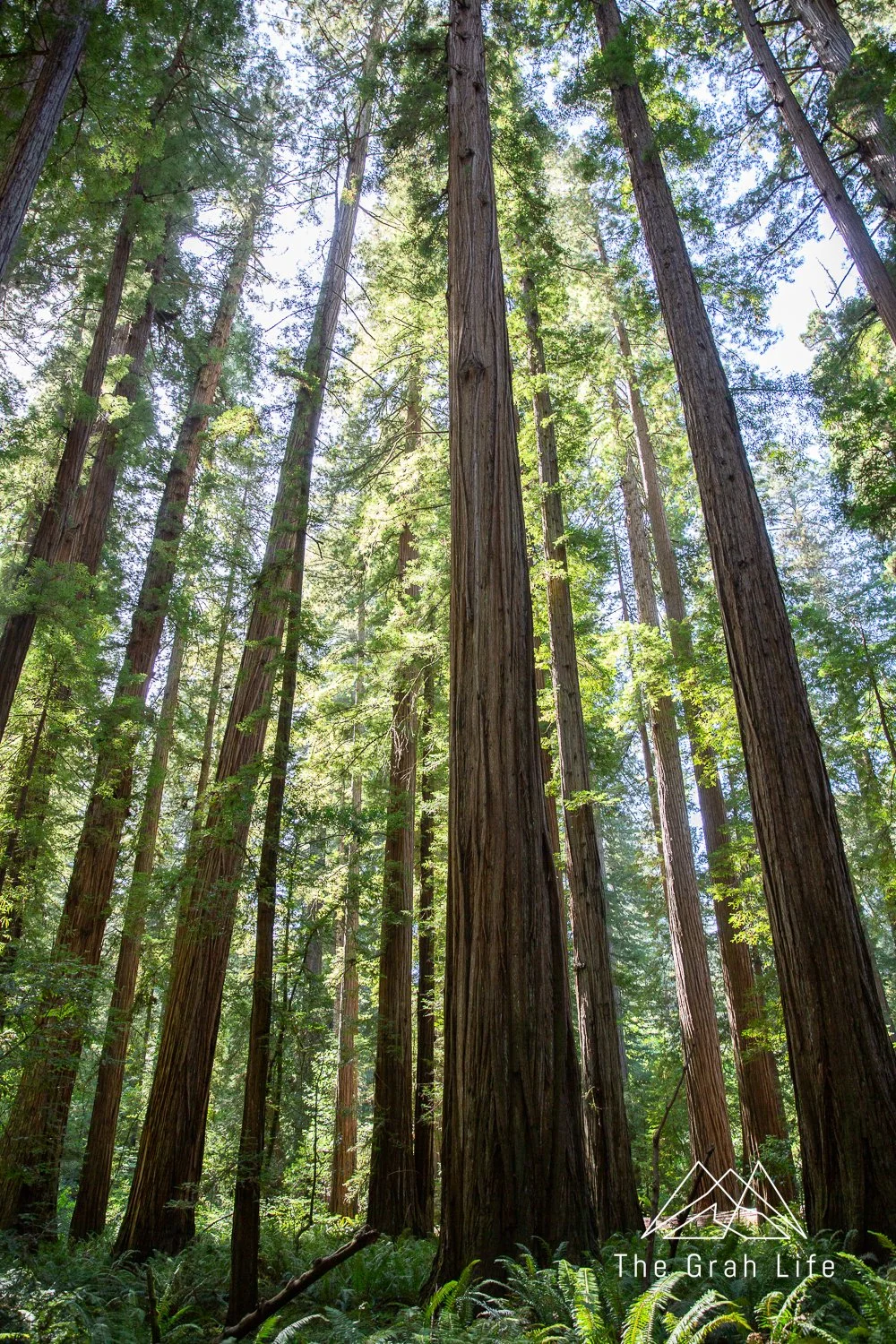 Where to Stay When Visiting the Redwood National Park — The Grah Life