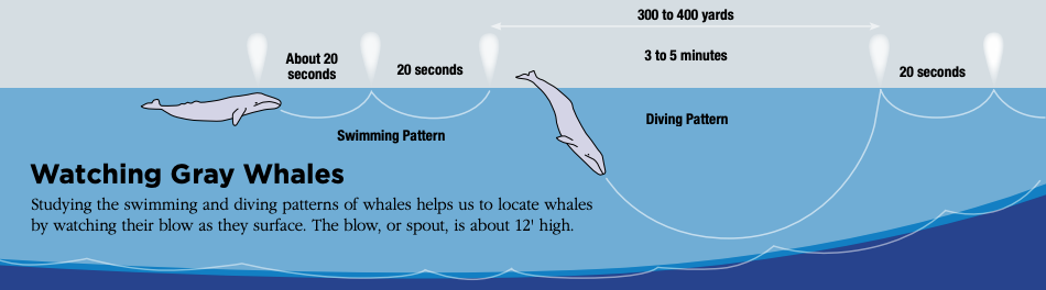 Whale Watching in Oregon (How, When, and Where) — The Grah Life