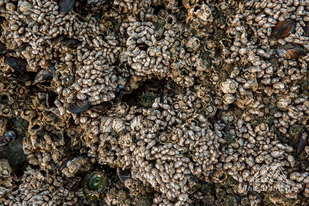 How to Tide Pool in the Pacific Northwest — The Grah Life