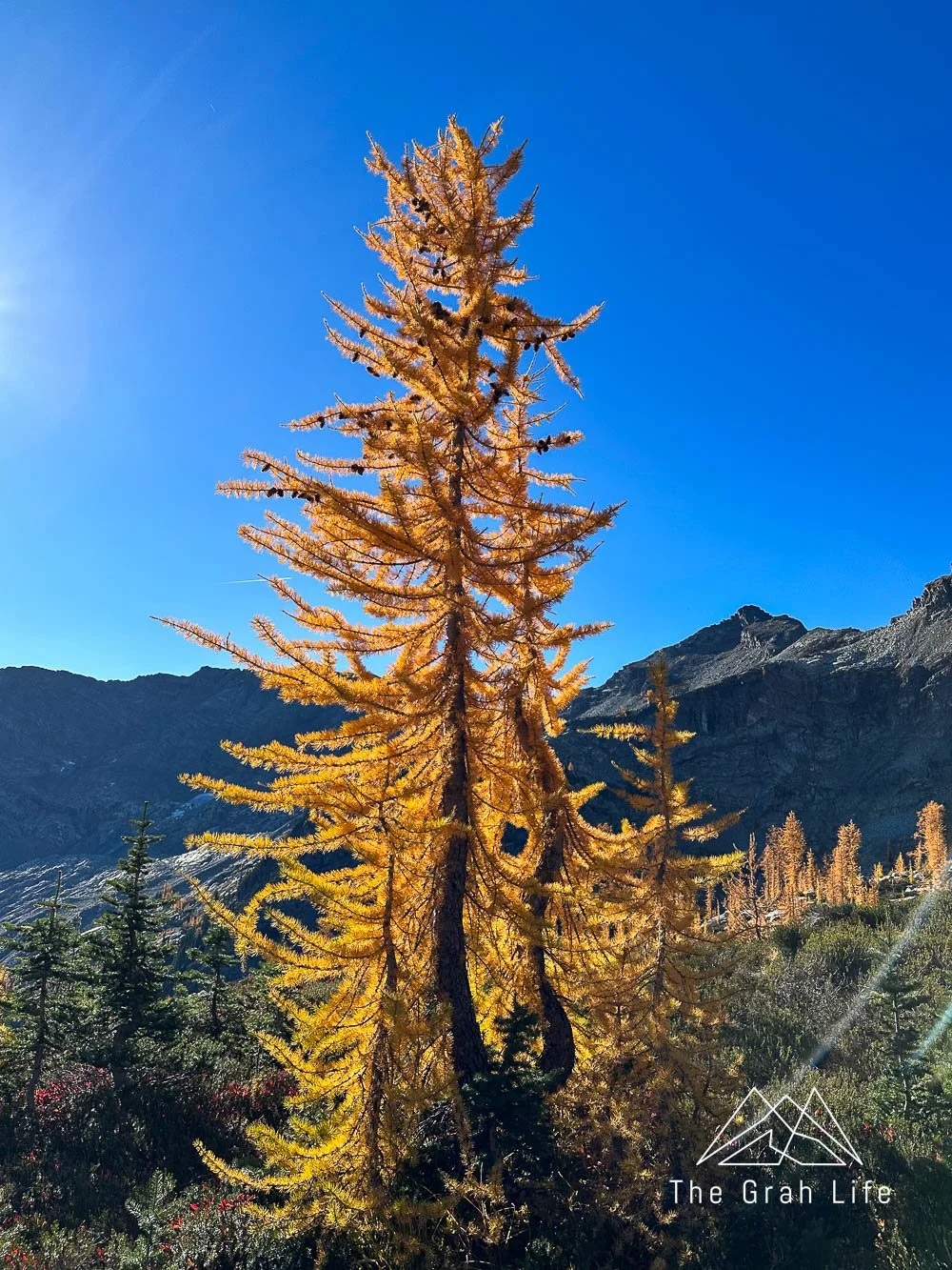 What You Need to Know About Larch Hikes in Washington — The Grah Life