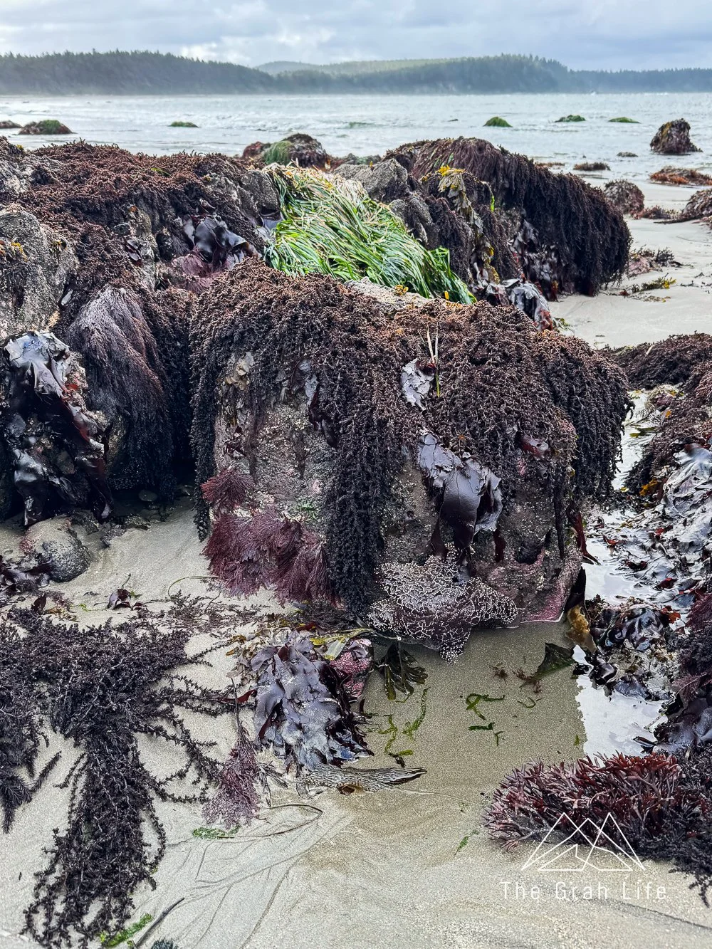 How to Tide Pool in the Pacific Northwest — The Grah Life