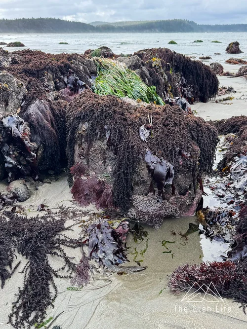 How to Tide Pool in the Pacific Northwest — The Grah Life