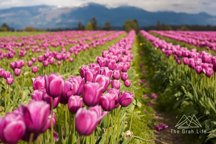 The Ultimate Cascade Loop Itinerary — The Grah Life