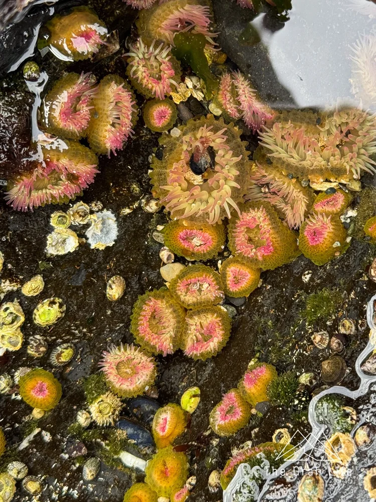 How to Tide Pool in the Pacific Northwest — The Grah Life