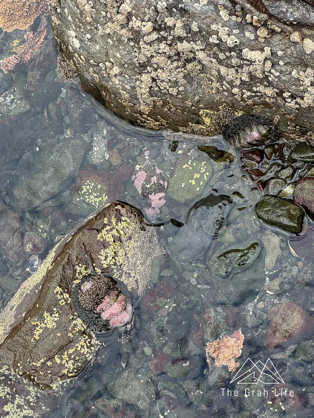 How to Tide Pool in the Pacific Northwest — The Grah Life