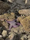 How to Tide Pool in the Pacific Northwest — The Grah Life