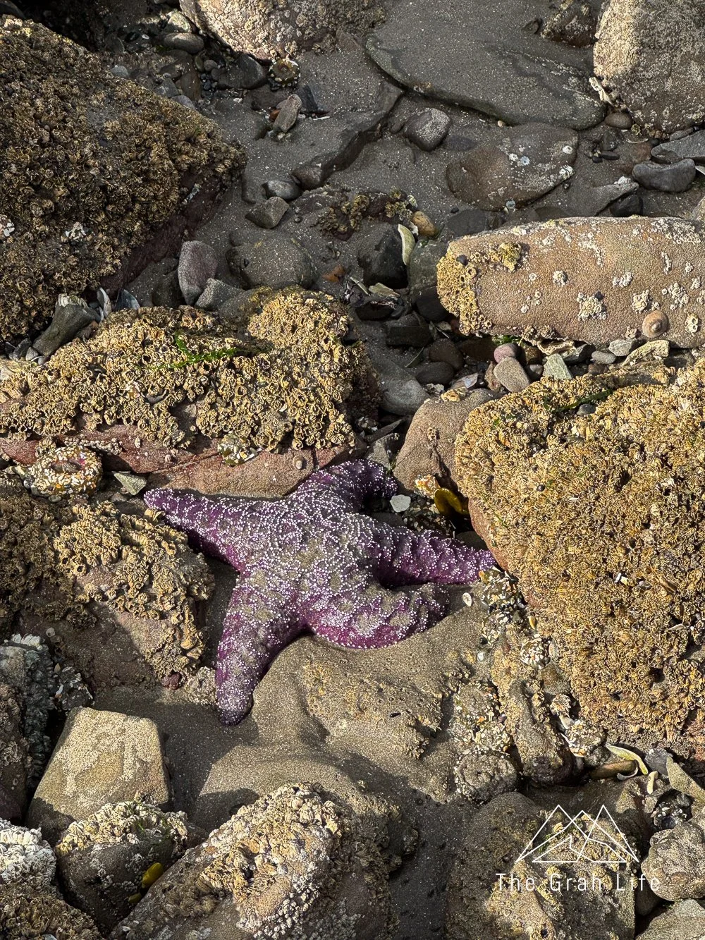 How to Tide Pool in the Pacific Northwest — The Grah Life