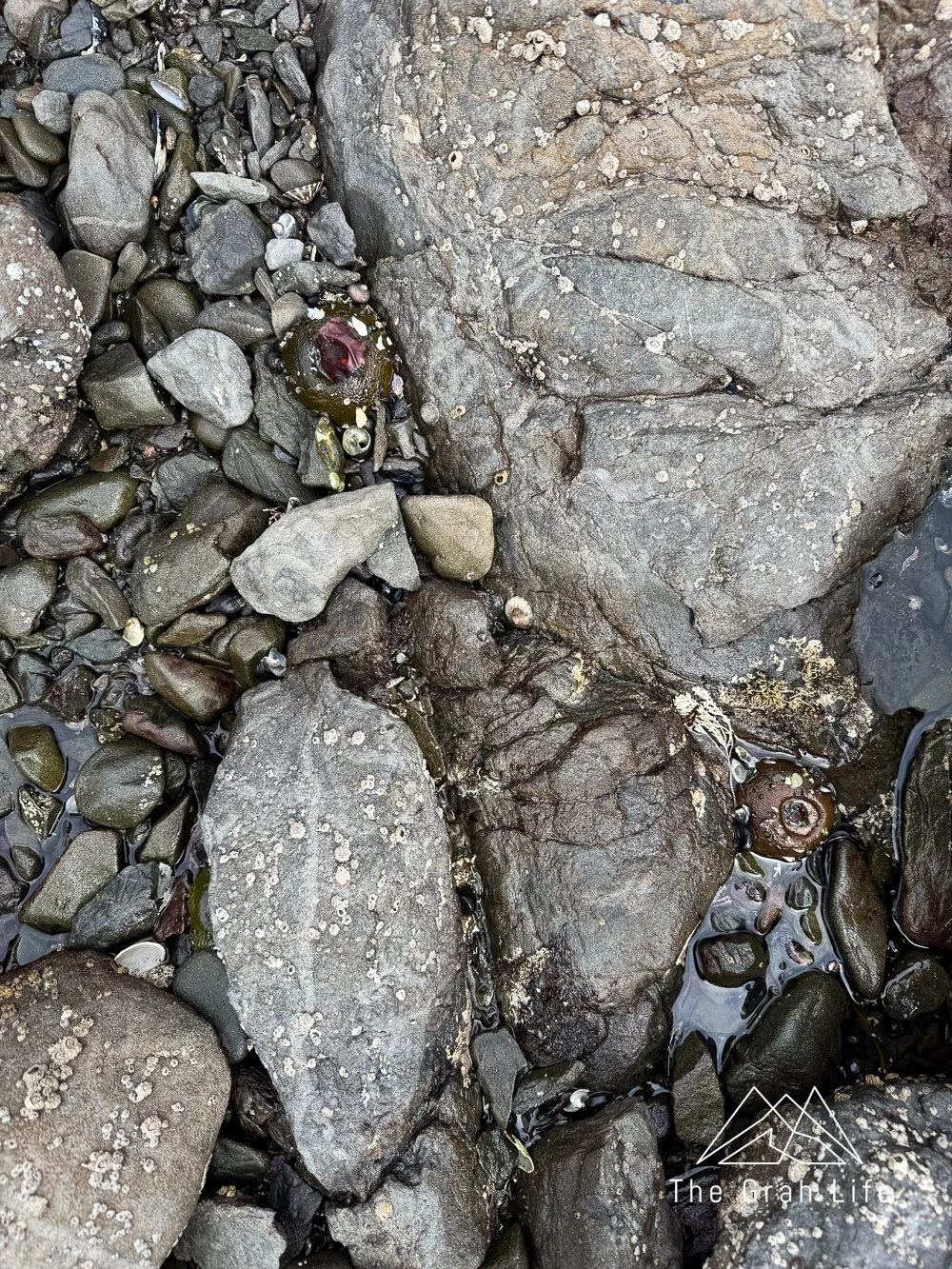 How to Tide Pool in the Pacific Northwest — The Grah Life