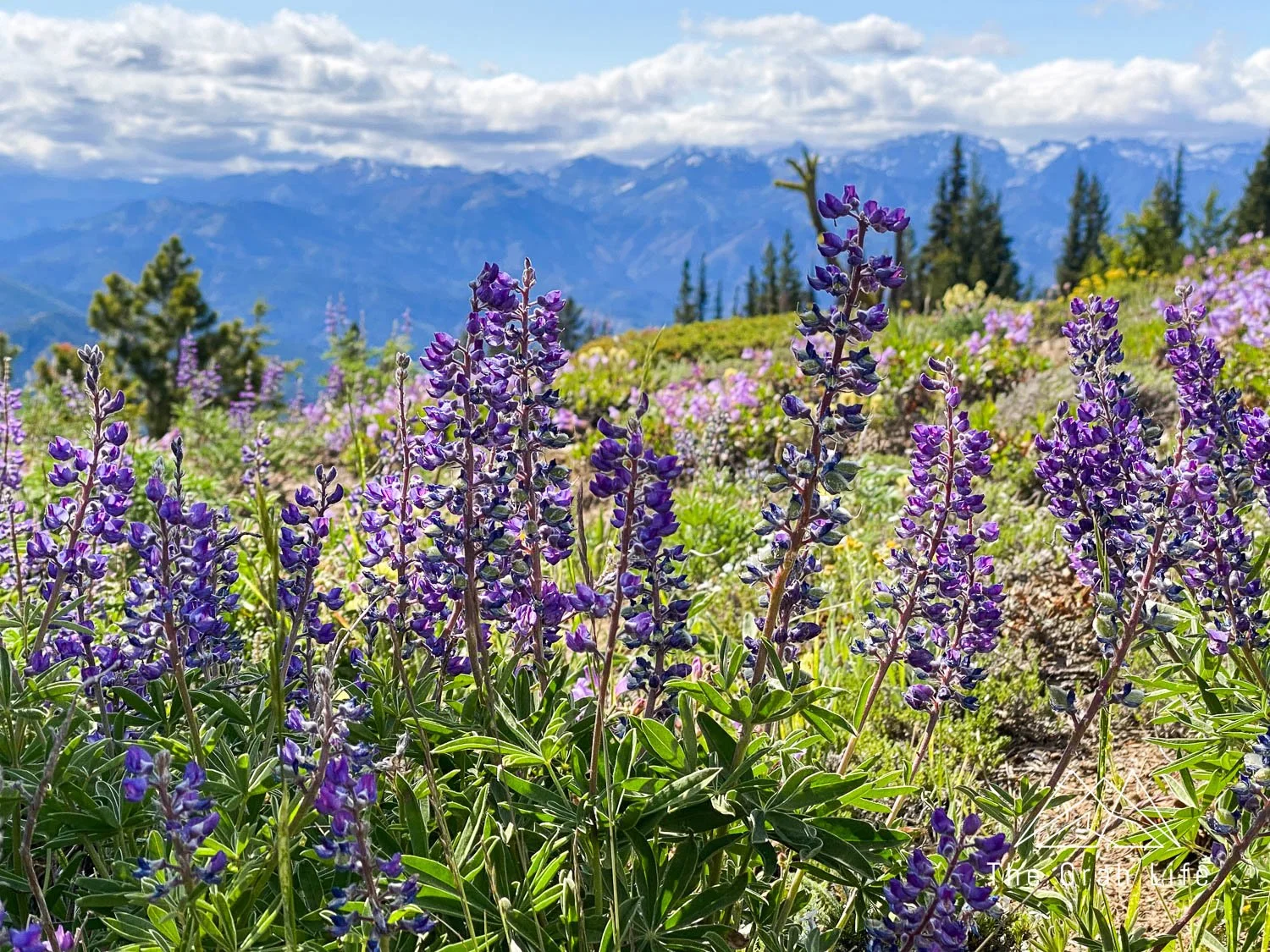 50 Best Spring Hikes in Washington — The Grah Life