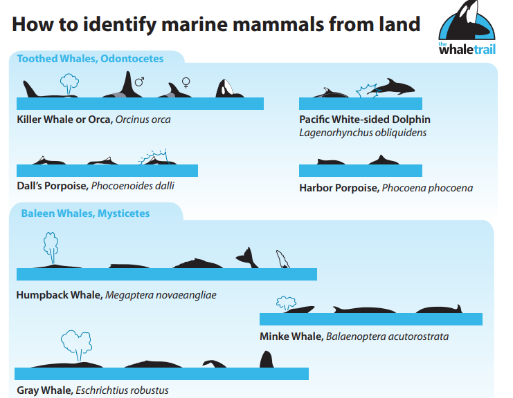 Whale Watching in Oregon (How, When, and Where) — The Grah Life