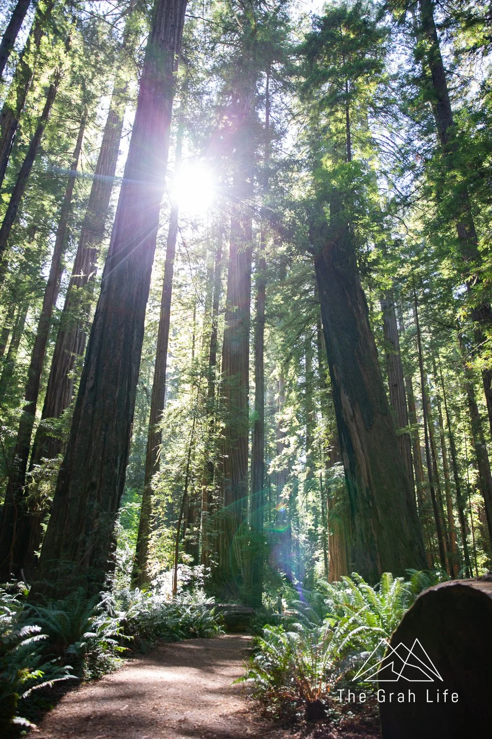 Redwood National Park 1 to 4 Day Itinerary — The Grah Life