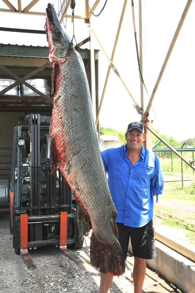 Recalling a Record Alligator Gar — Gayne C. Young