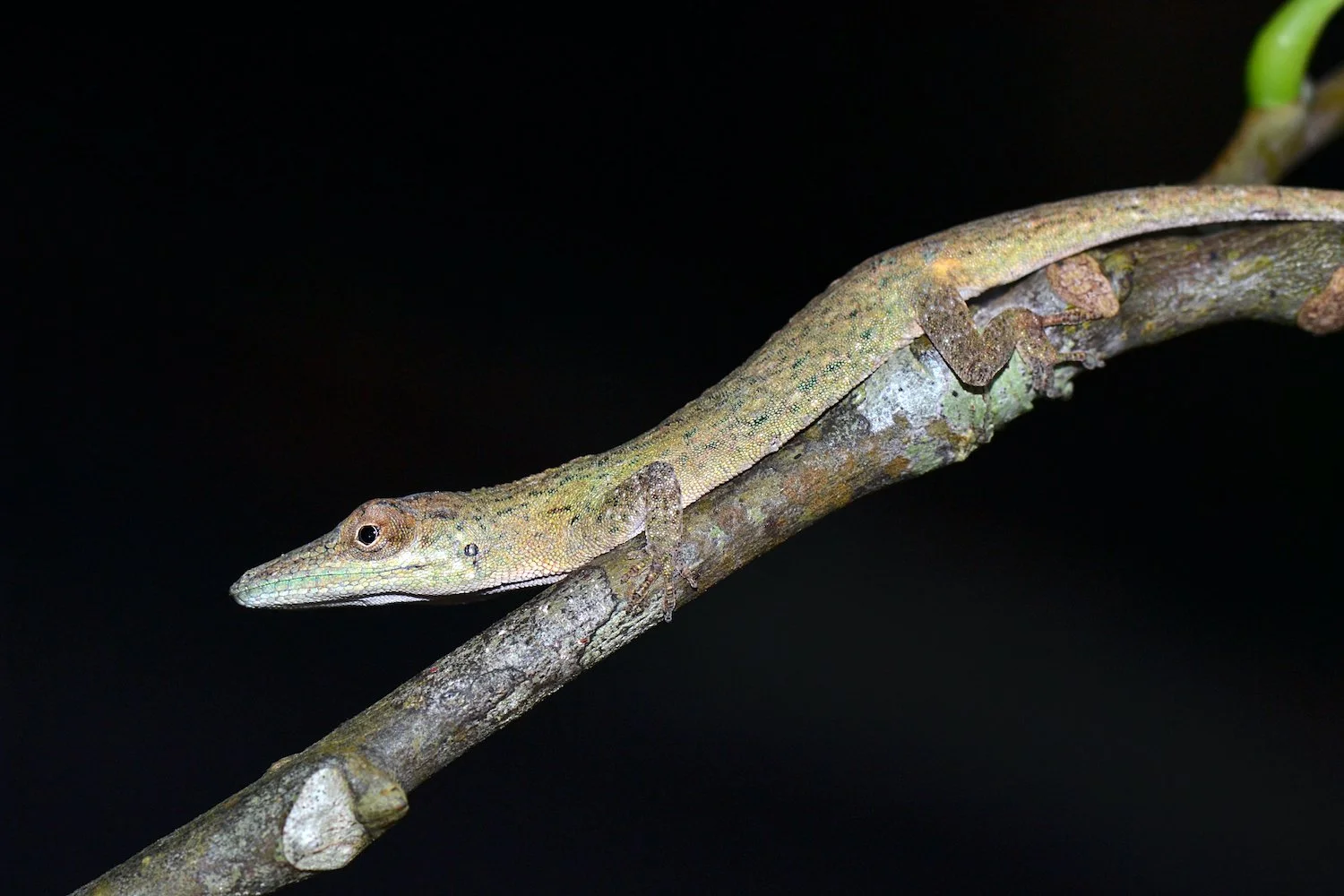 Research — Jonathan B. Losos