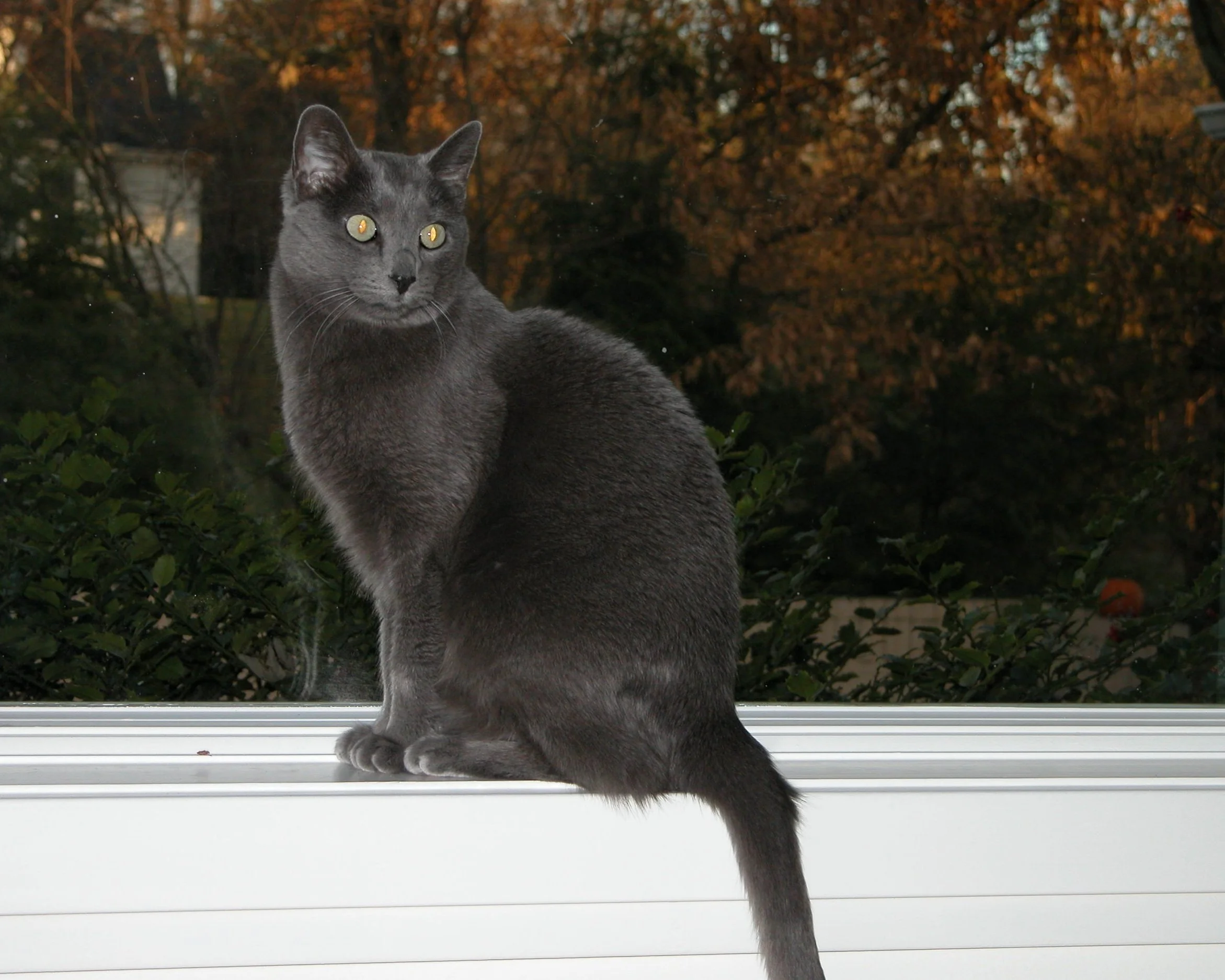 Jonathan's Cats — Jonathan B. Losos