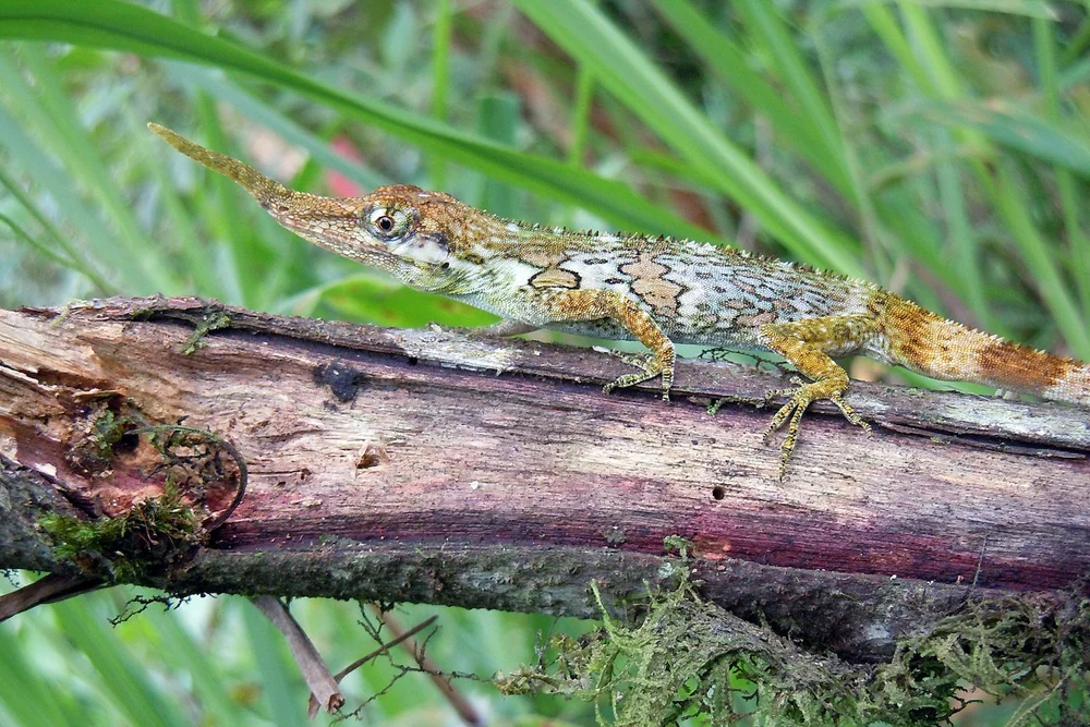 Research — Jonathan B. Losos