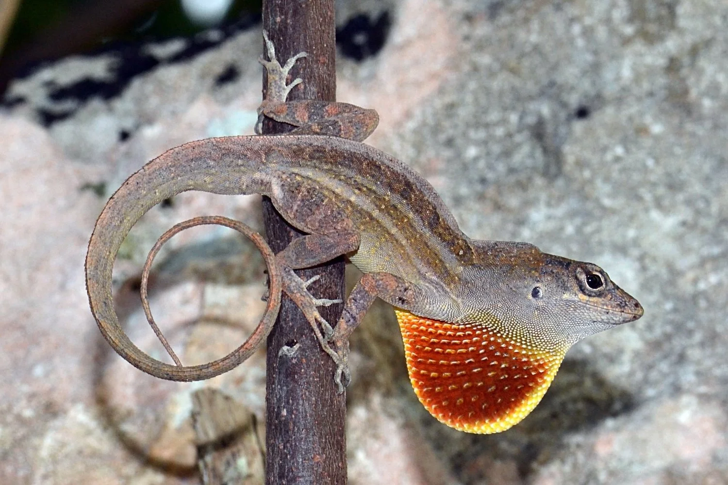 Research — Jonathan B. Losos