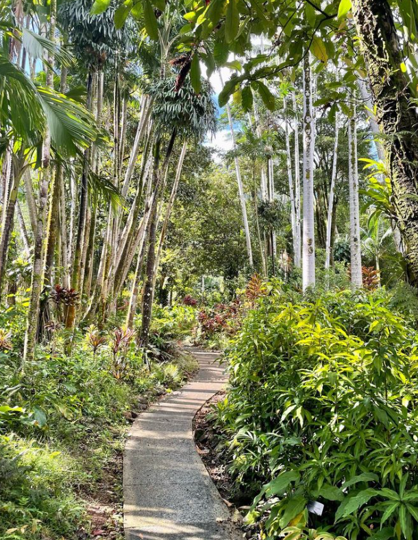 Lyon Arboretum — Hawaii Currents | A Guide for Modern-Day Honolulu