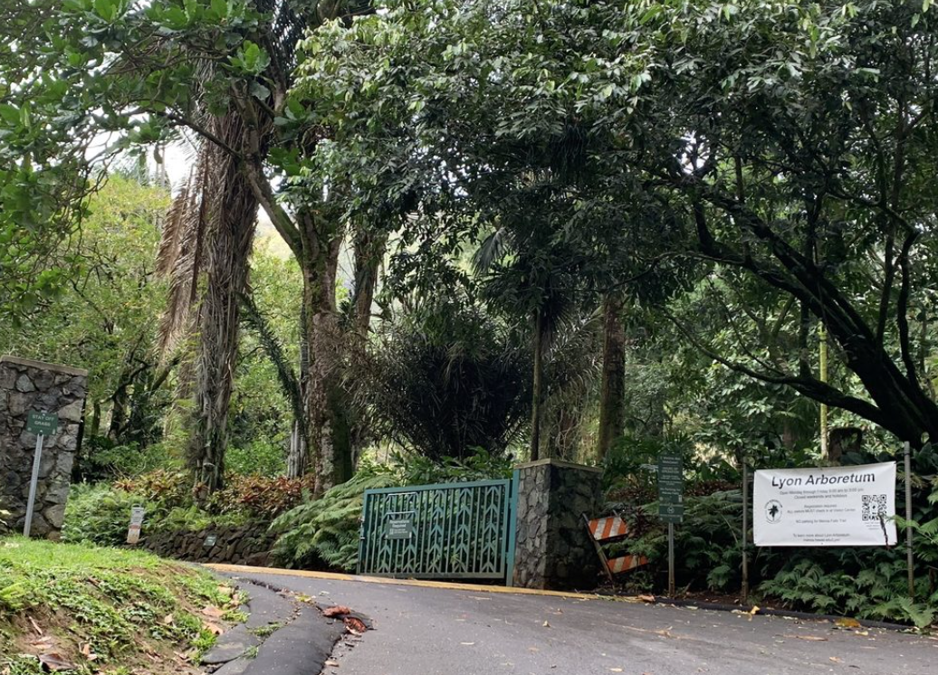Lyon Arboretum — Hawaii Currents | A Guide for Modern-Day Honolulu